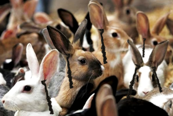 68 Jewish Rabbits from Across UK Gardens Sign Unprecedented Letter ...